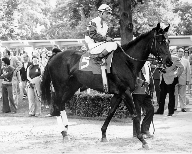 Ruffian Race Horse Thoroughbred Ruffian In The Acorn Stakes Paddock